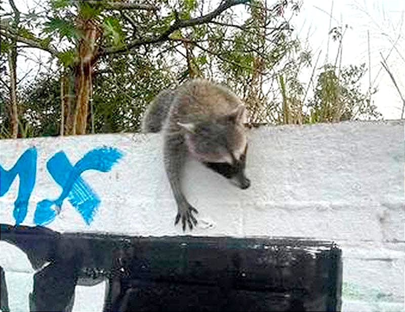 ¡APARECEN MAPACHES! - FAUNA *Y Son Nuevos