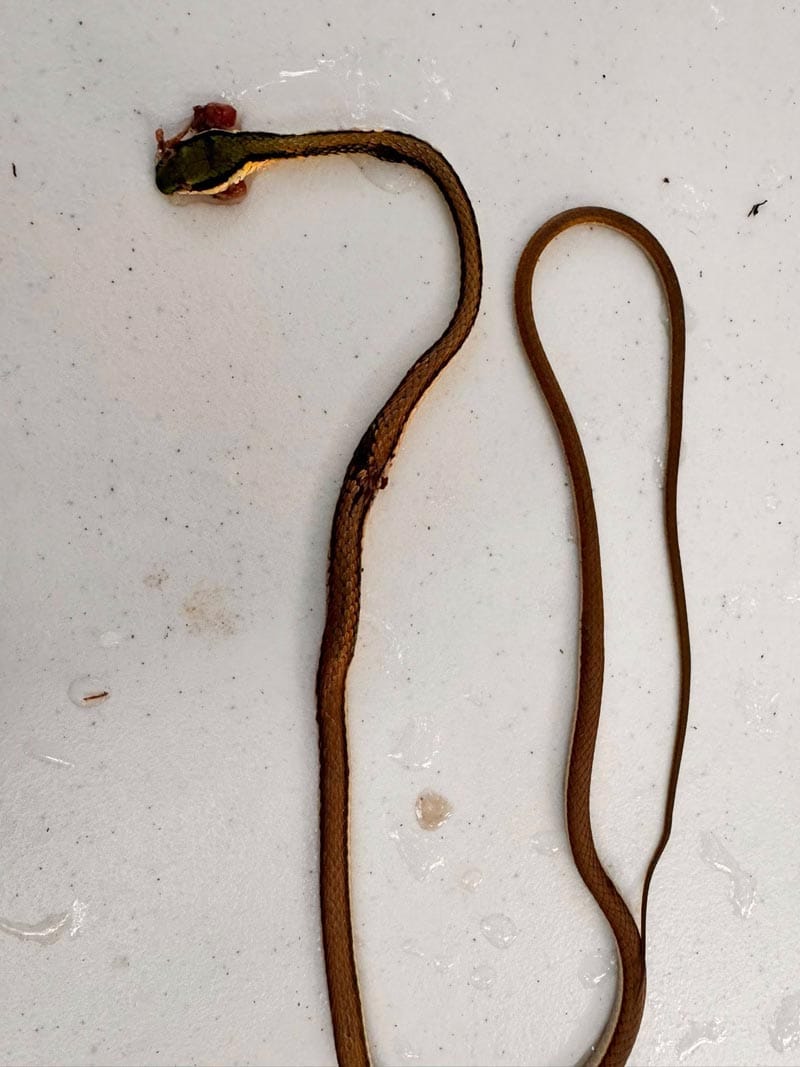 ¡MATAN SERPIENTE RANERA MEXICANA!