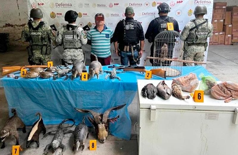 ¡DETIENEN A HOMICIDA CON ZOOLÓGICO DISECADO!