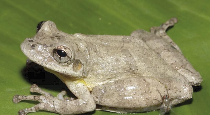 ¡DESCUBREN NUEVA ESPECIE DE RANA EN LA AMAZONÍA DE PERÚ!