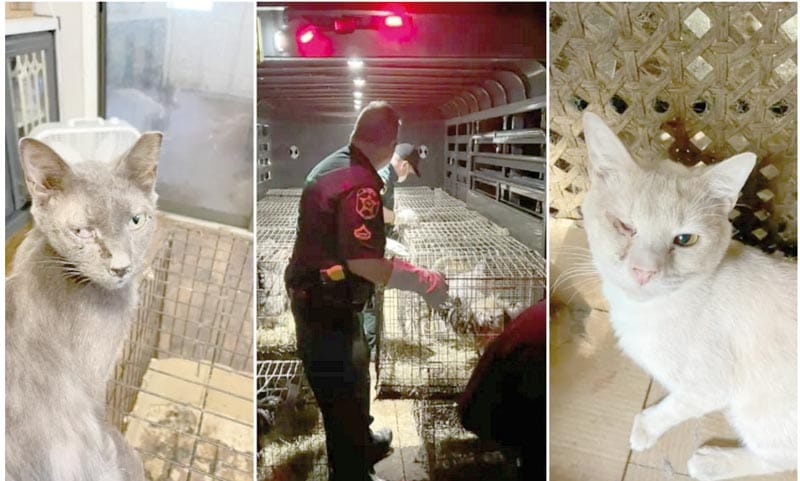 ¡Gatos, perros, gallinas, patos, perros y pavos reales; maestra vivía ...