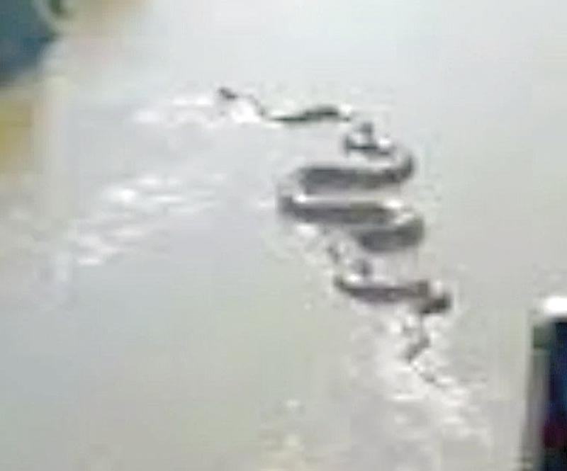 ¡GRABAN A ANACONDA GIGANTE EN EL RÍO AMAZONAS!